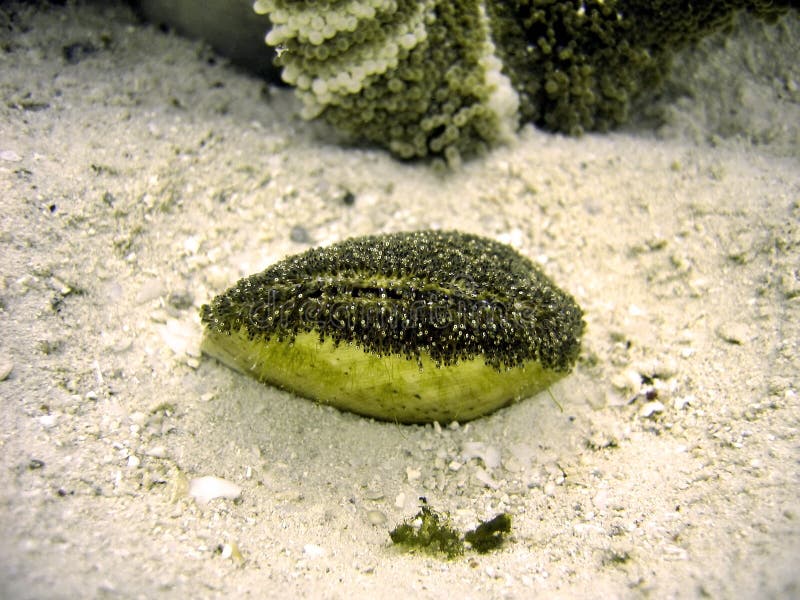 Clownfish Eggs stock photo. Image of junior, aquatic, baby - 406066