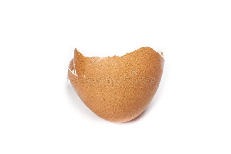 Eggs shell stock photo. Image of ellipse, zoology, animal - 44275974