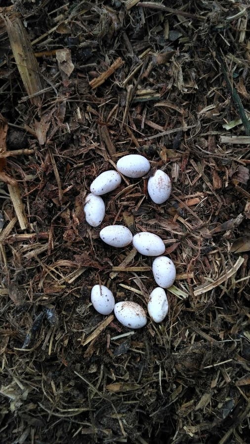 391 Lizard Eggs Photos - Free & Royalty-Free Stock Photos from Dreamstime