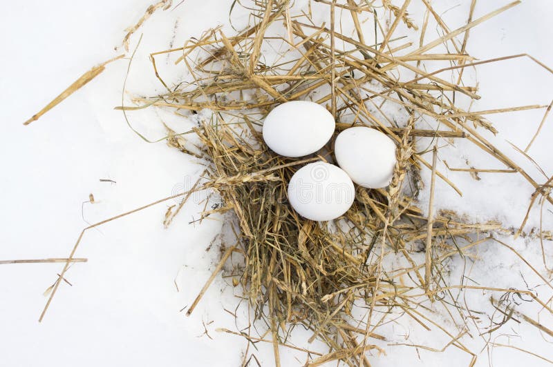 Eggs on Snow stock image. Image of nature, snow, food - 80622351