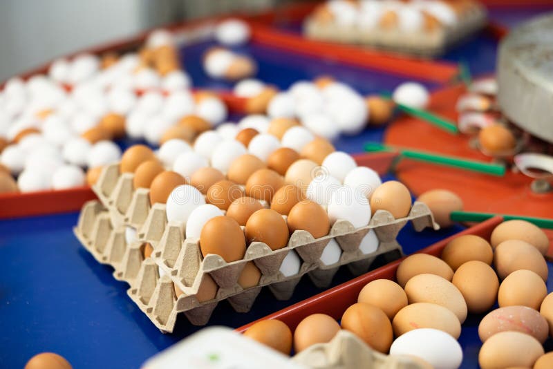 Eggs in Modernized Sorting Shop Stock Image - Image of conveyor, rows ...