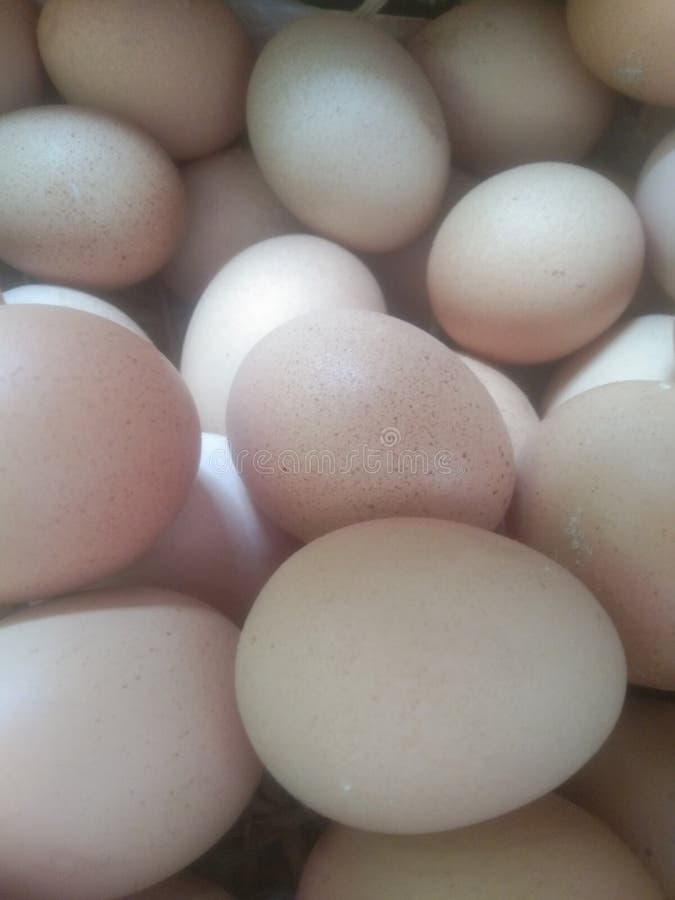 Eggs are a Source of Protein that the Body really Needs. Stock Image ...