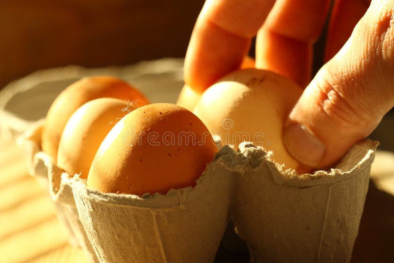 Eggs taking B stock image. Image of holding, sunlight - 44290549