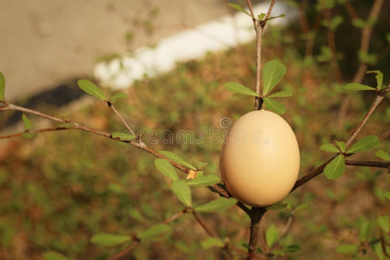 Eggs on a Tree at the Park. Stock Photo - Image of lunch, cooked: 55425684