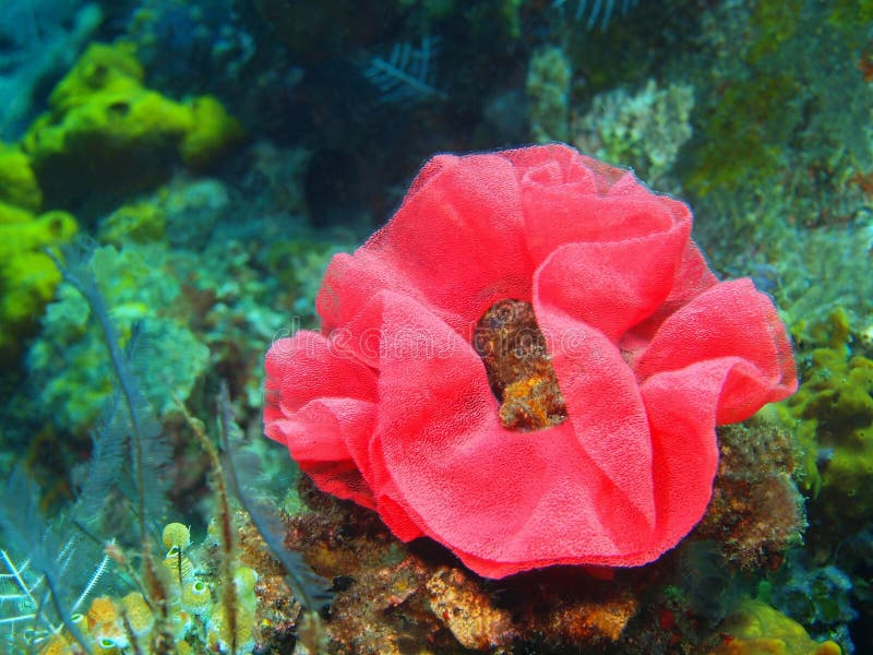 Eggs of true sea slug stock image. Image of world, underwater - 48578169