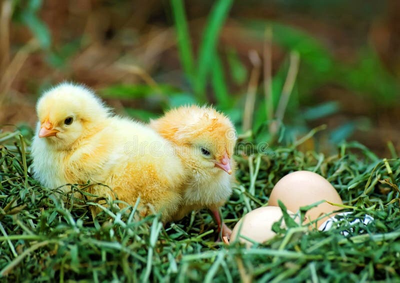 Chicken with babies stock image. Image of candid, bird - 25092261