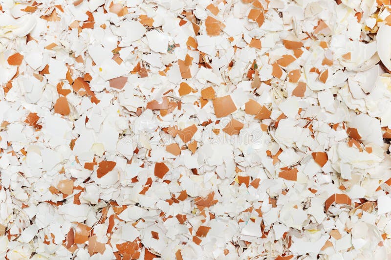 Eggshell stock photo. Image of fine, dirty, shell, eggshells - 66977182
