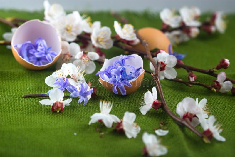 Eggshell with Blue Flowers and Flowering Branches Stock Photo - Image ...