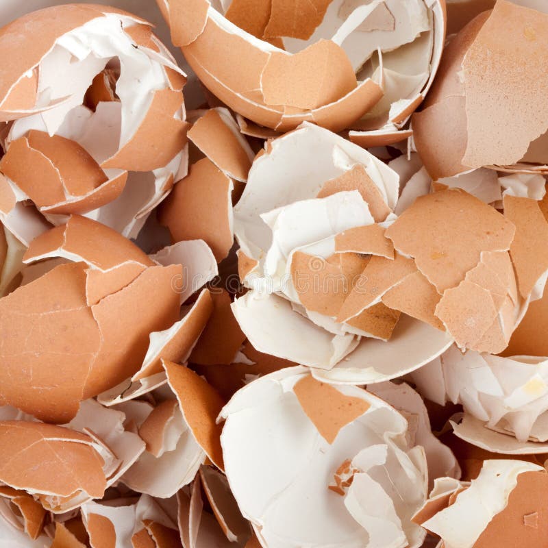 Eggshell cracks stock image. Image of close, nest, cracked - 19134307