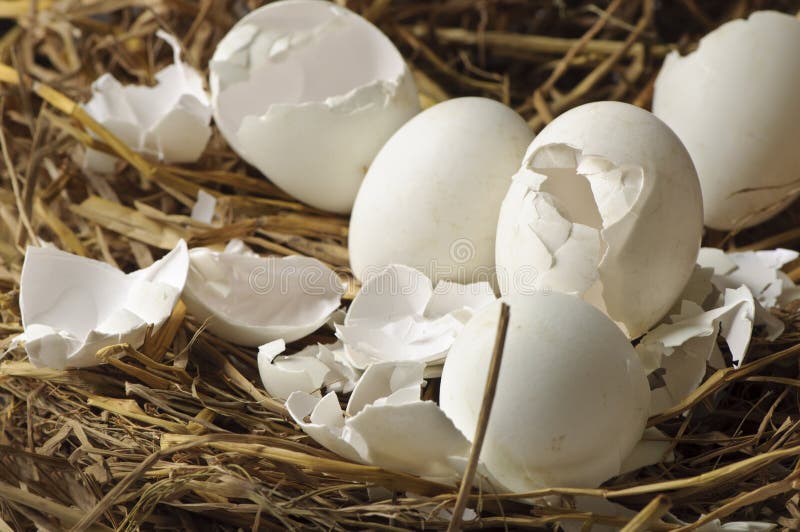 Eggshell in a nest of hay stock photo. Image of farming - 34479862