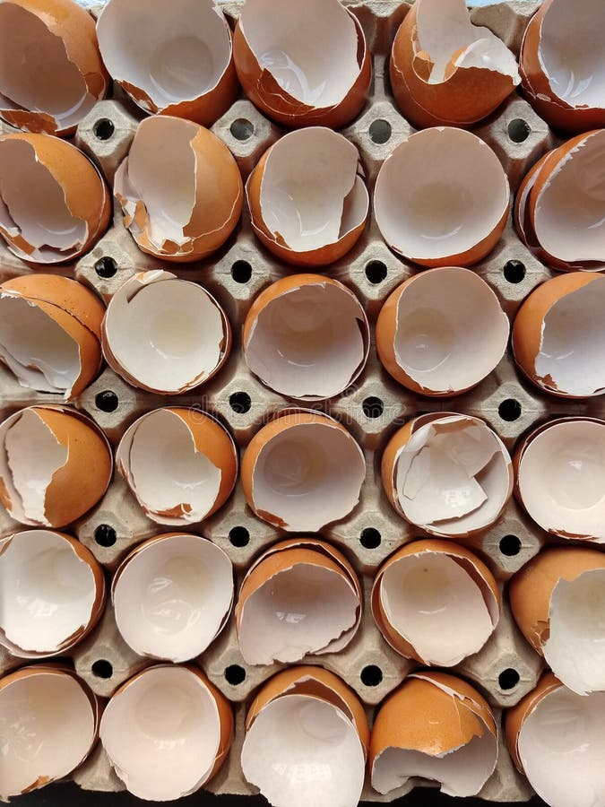 Eggshell stock photo. Image of tray, eggshell, group - 144872402