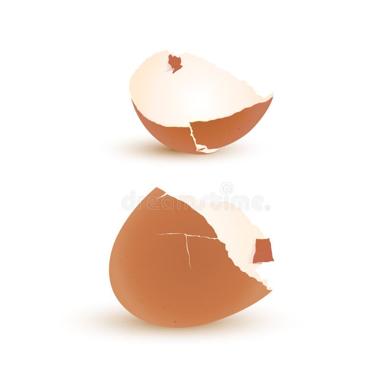 Eggshell Vector Illustration Stock Vector - Illustration of natural ...