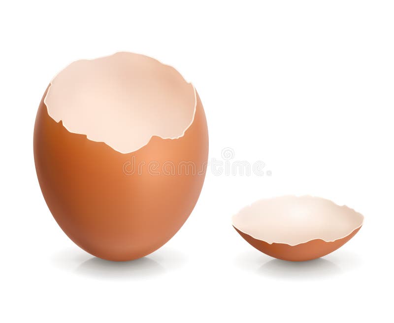 Eggshell Vector Illustration Stock Vector - Illustration of natural ...
