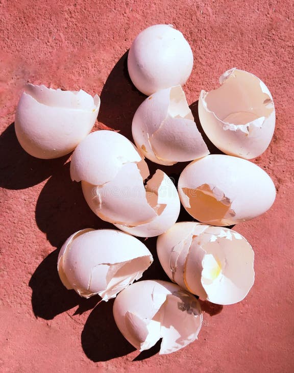 Eggshells Egg Shell Shells of Eggs Broken Egg Outer Covering Semipermeable Membrane Made Up of ...