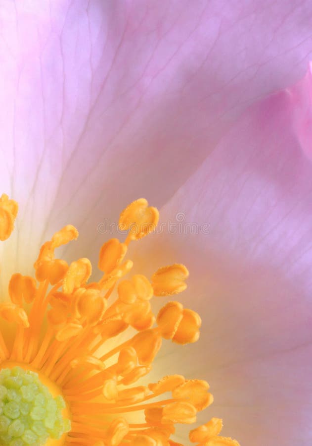 Eglantine stock photo. Image of fragrant, botany, colorful - 25026490