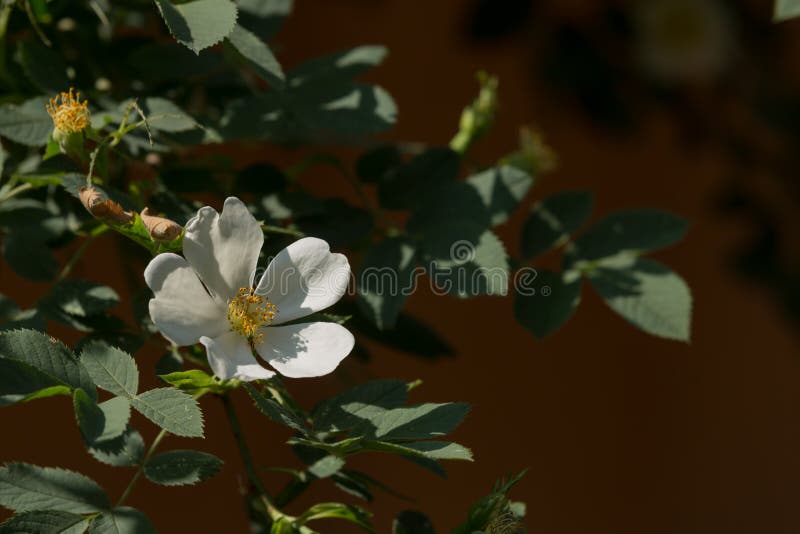 Eglantine 库存图片. 图片 包括有 要素, 植物群, 关闭, 绽放, 草本, 设计, 背包, 套期交易 - 55085121