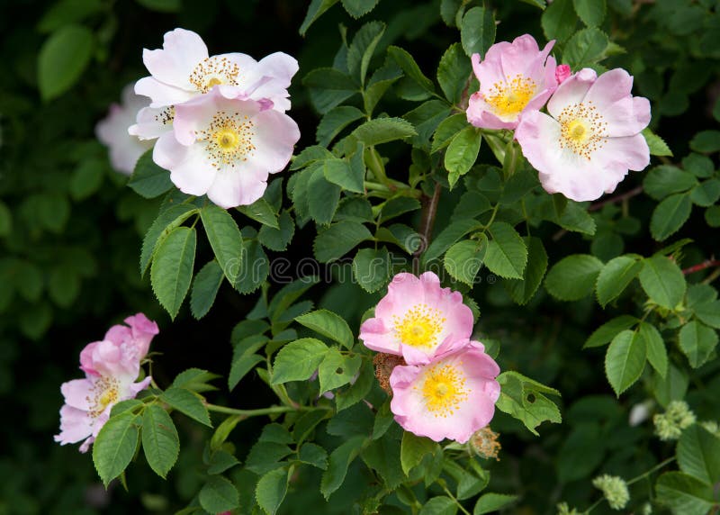 Eglantine stock photo. Image of pink, gift, flower, colors - 55459606