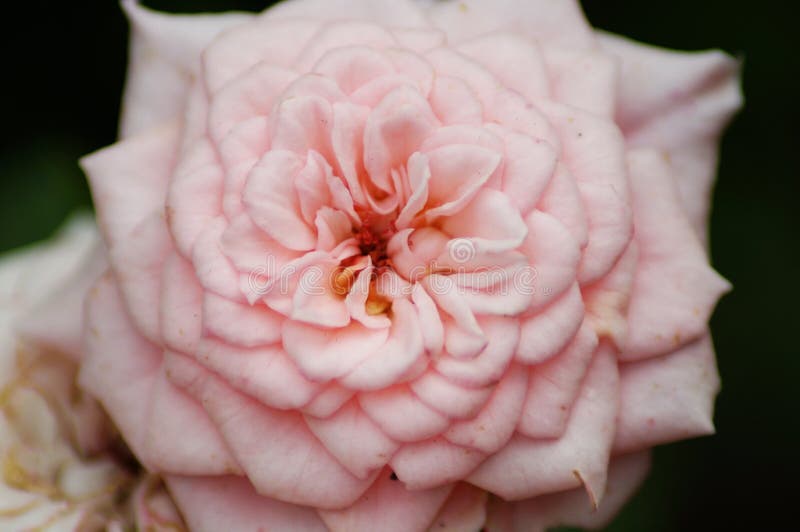 Eglantine stock photo. Image of design, flower, botany - 46599188