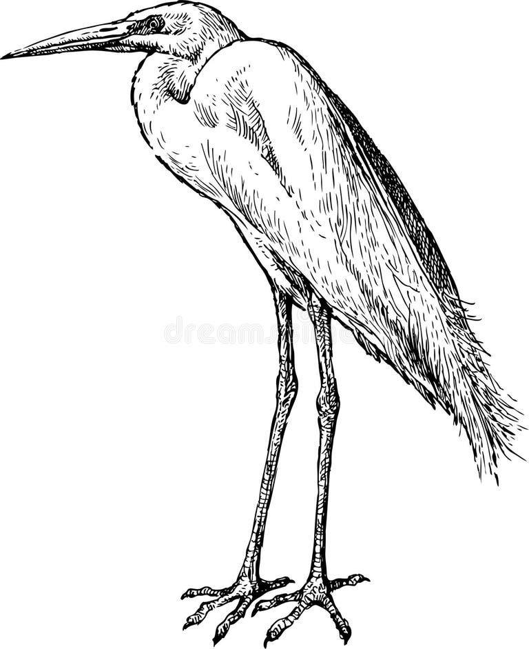 Egret Bends Stock Illustrations – 2,228 Egret Bends Stock Illustrations ...