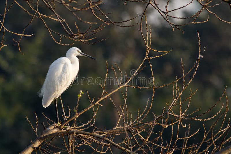 Egret Bird stock image. Image of resting, birdwatching - 23001203