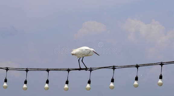 Egret Bird on Light Bulb Wire with Sky Background Stock Photo - Image ...