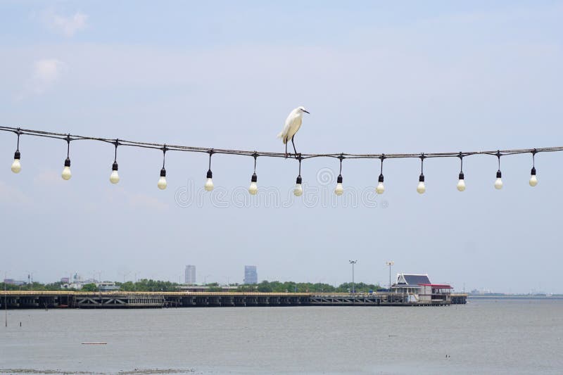 Egret Bird on Light Bulb Wire with Sky Background Stock Photo - Image ...