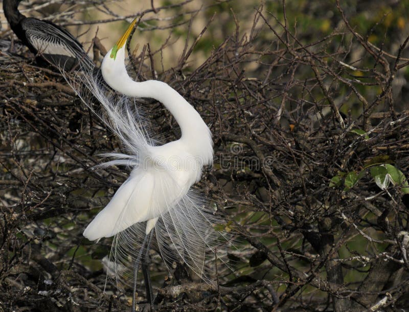 Egret Call stock photo. Image of swamps, white, legs - 37783156