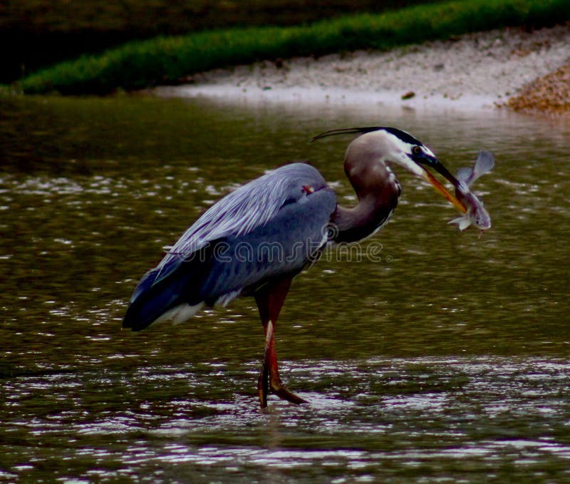 Egret eating a fish stock photo. Image of fish, egret - 348894562