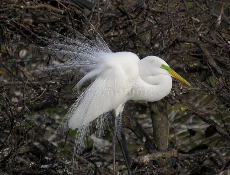 Egret Feathers stock image. Image of water, bird, mating - 37783409