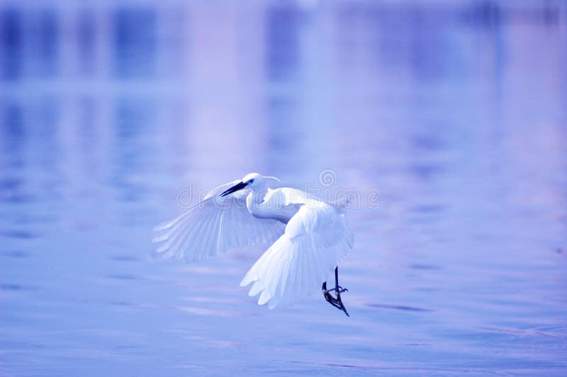 Egret In Flight Picture. Image: 5584623