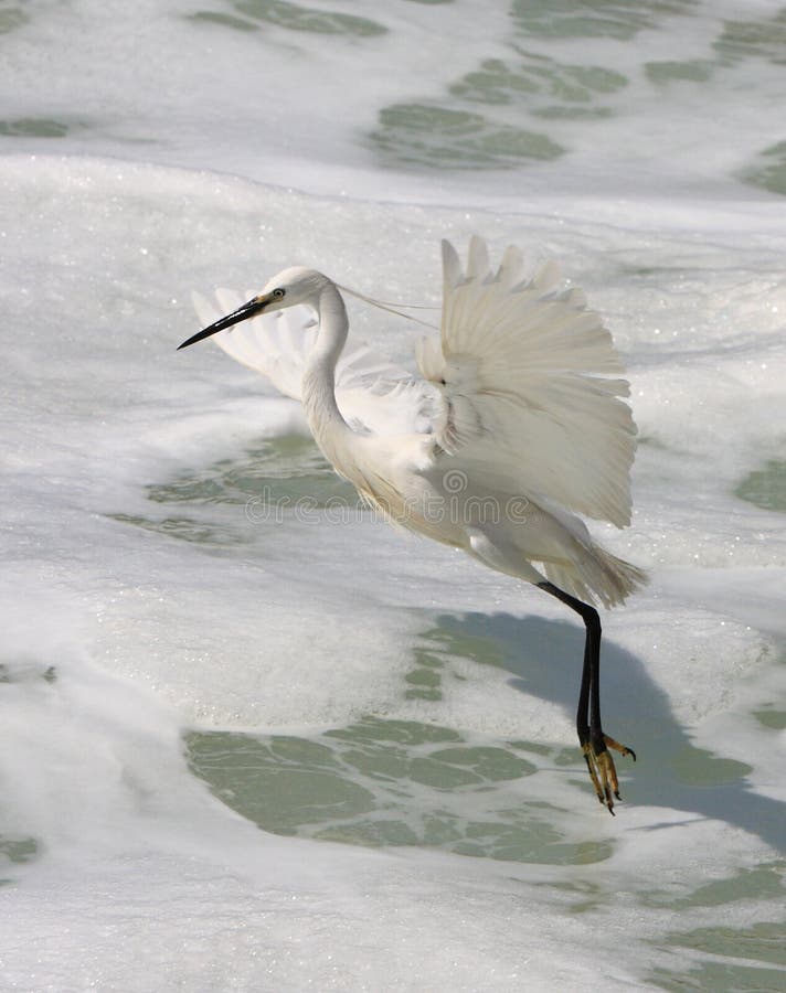 Egret In Flight Picture. Image: 9239655