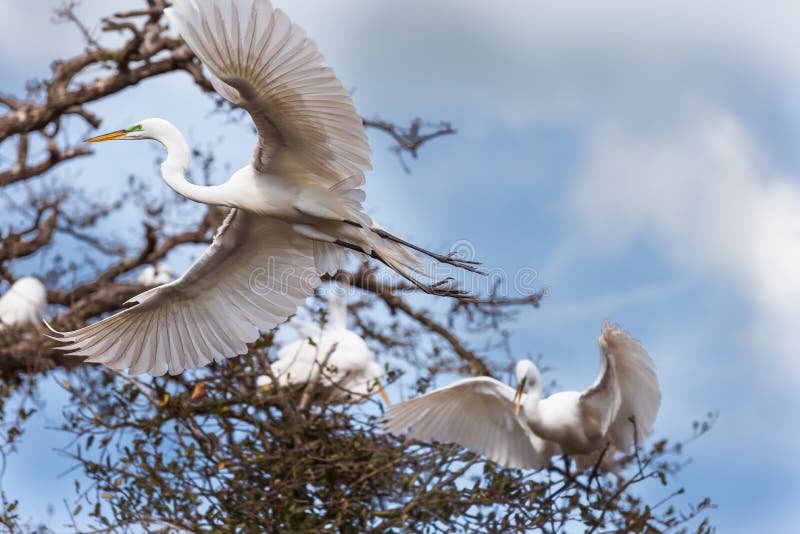 Egret in flight stock photo. Image of great, wide, away - 83497986