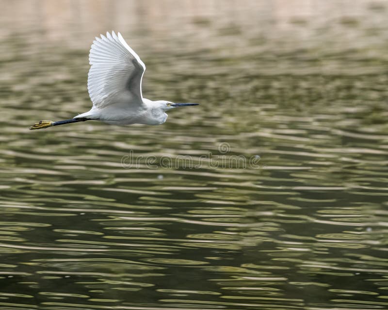 Egret Fly during the Flight Overt he Water Stock Photo - Image of tree ...