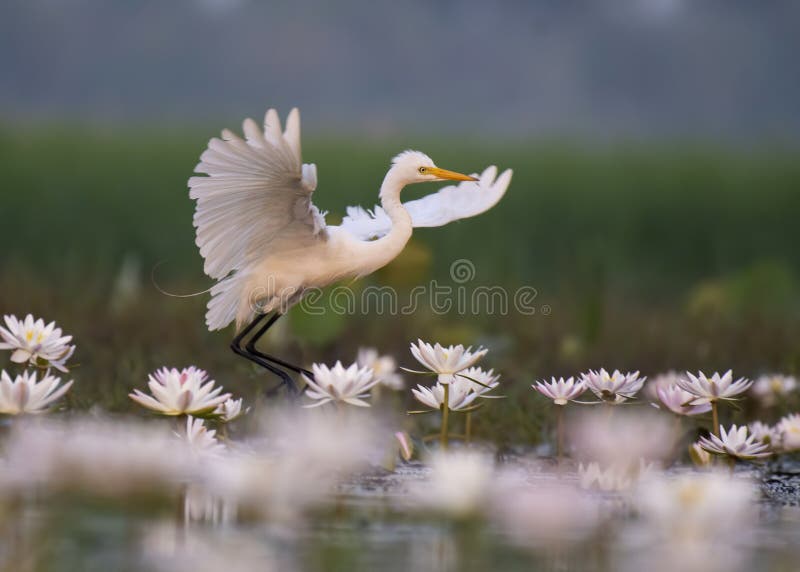 Bird Flying Over Lotus Swamp Stock Photos - Free & Royalty-Free Stock ...