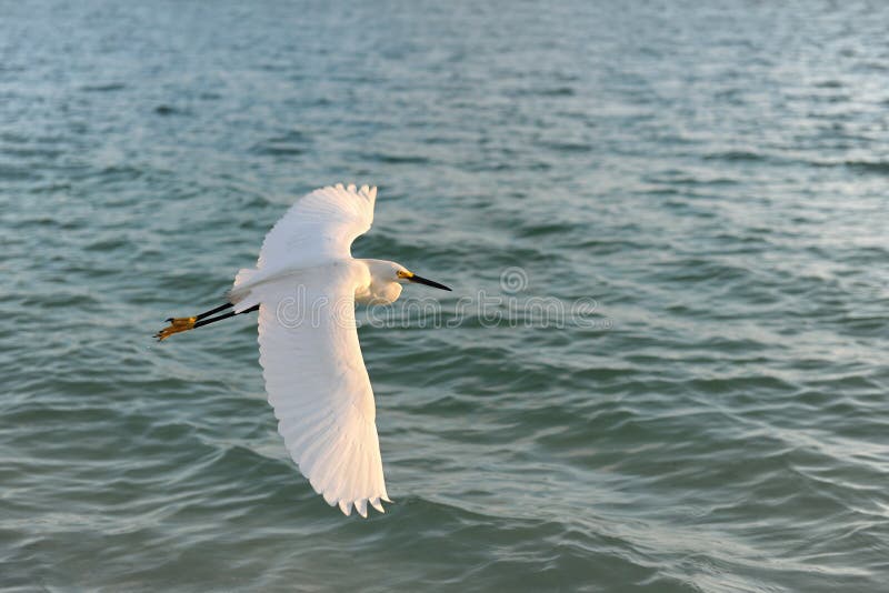 Egret Flying Over Water stock image. Image of nature - 26634911