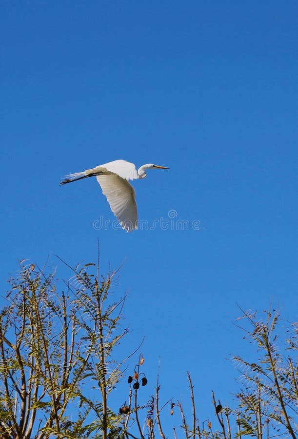 Egret flying stock image. Image of white, crane, flying - 50064793