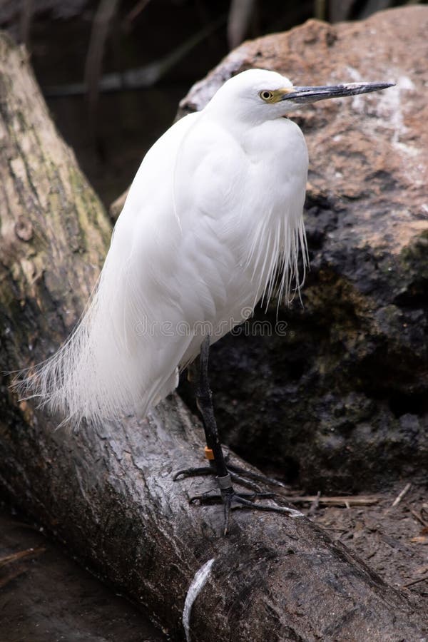 The Little Egret is Standing on a Log Stock Photo - Image of feathered ...