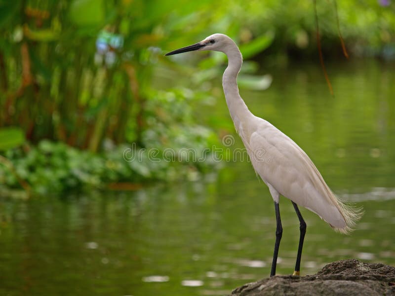 Liten ägretthäger Eller Kosagi Som Fiskar I En Japansk Flod Arkivfoto ...