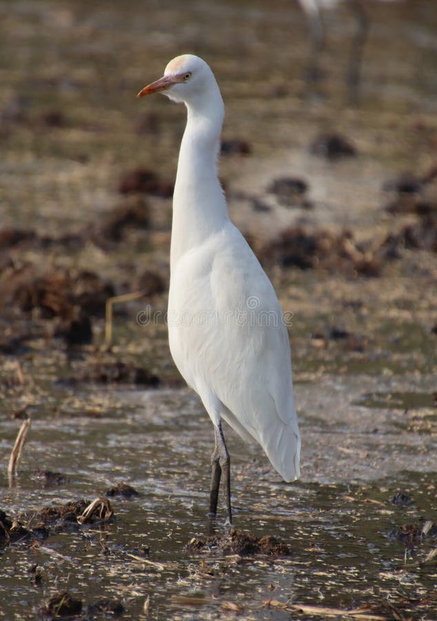 Egret Looking for Insects in Field Grass Water Stock Photo - Image of ...