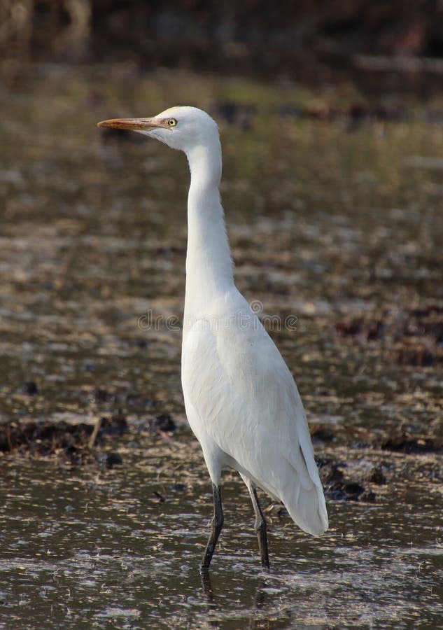 Egret Looking for Insects in Field Grass Water Stock Photo - Image of ...