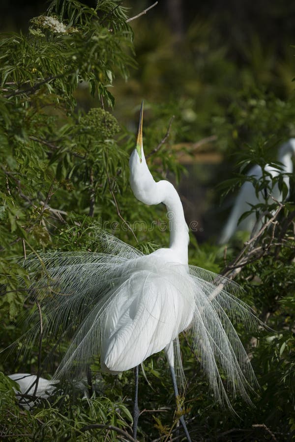 Egret in Mating Ritual Display, with Breeding Plumage. Stock Photo ...