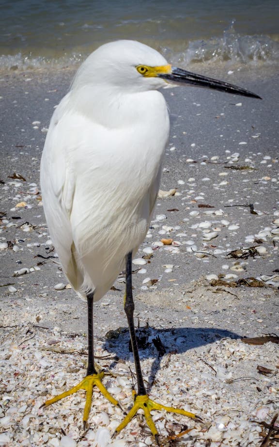 Egret na praia foto de stock. Imagem de nave, ambiente - 52075430