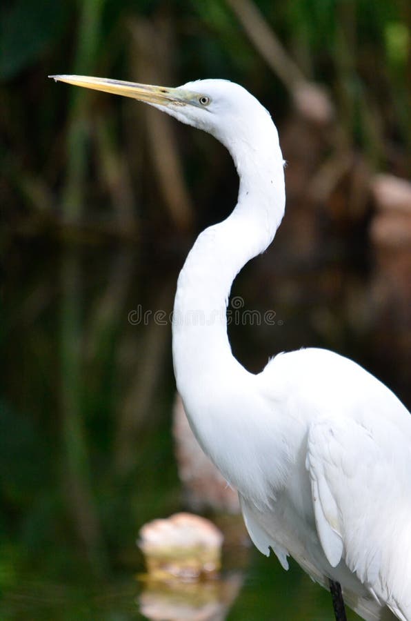 Egret in a pool stock image. Image of stand, neck, face - 35421857