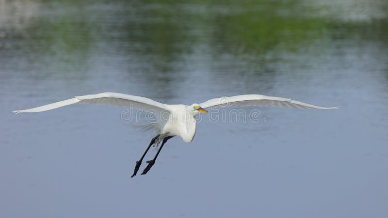 Egret Soaring Over Water Near Grass in Motion Stock Image - Image of ...