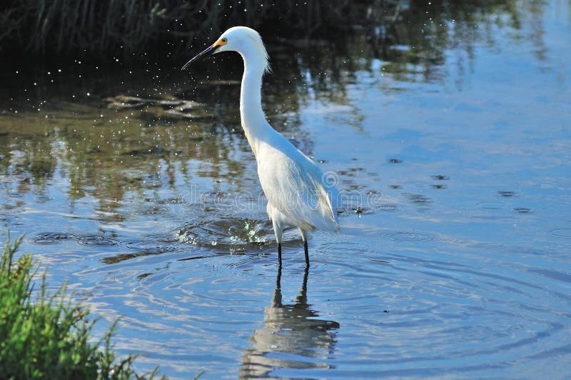 Egret Splash Picture. Image: 5486893