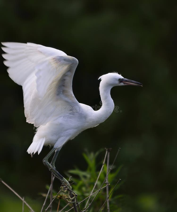Flying aigret stock photo. Image of lake, flying, green - 20868998