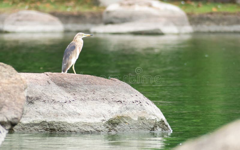 Egret standing on a rock stock image. Image of environment - 155224649