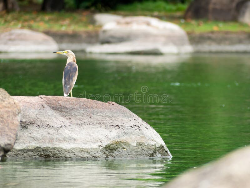 Egret standing on a rock. stock photo. Image of fishing - 155319904
