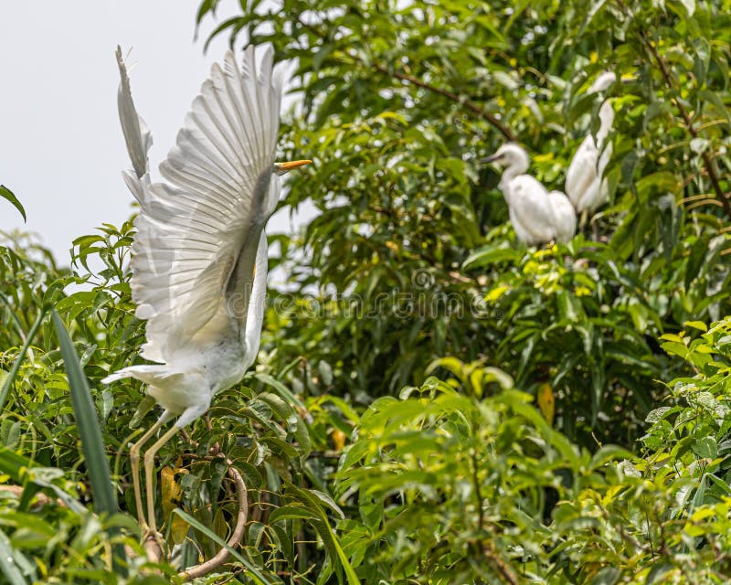 A Egret Taking Off from a Tree Stock Image - Image of animal, snowy ...