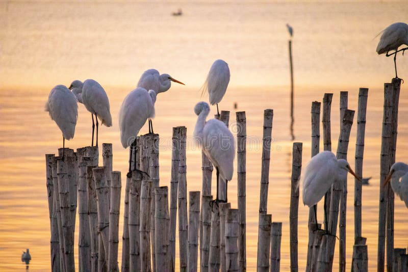 Egrete on branch stock image. Image of crane, great - 168588133